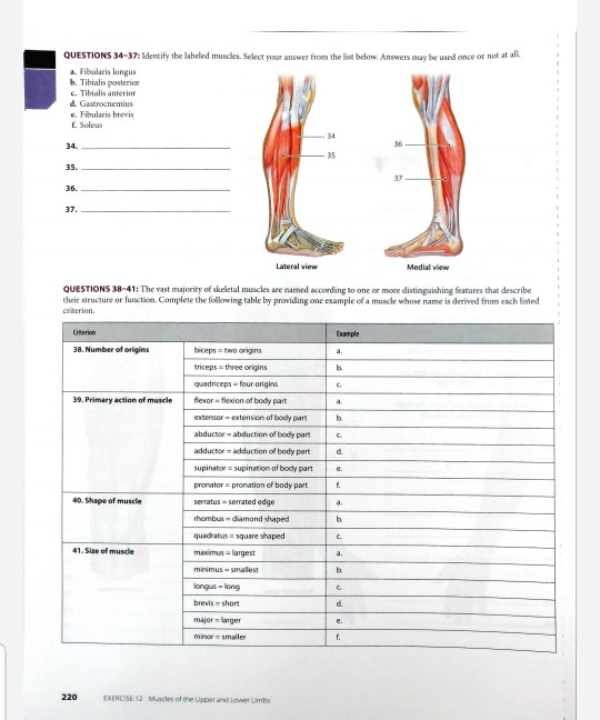 Solved QUESTIONS 34-37: Identify the labeled muscles. Select | Chegg.com