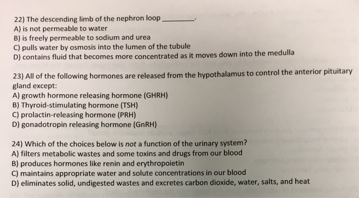 Solved 22) The descending limb of the nephron loop . A) is | Chegg.com
