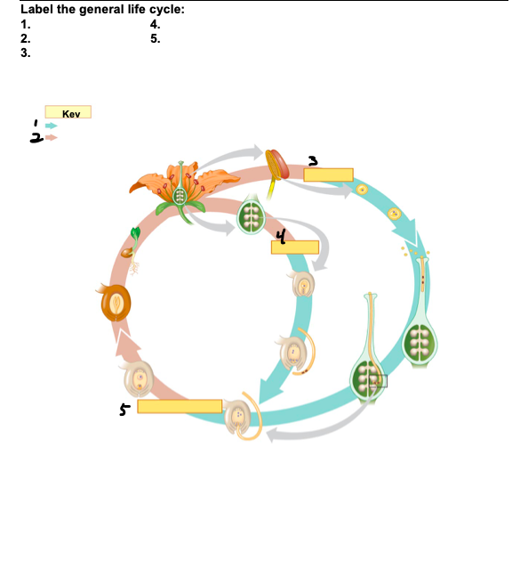 Solved Label the general life cycle: 1. 4. 2 5. 3. Key 4 5 | Chegg.com