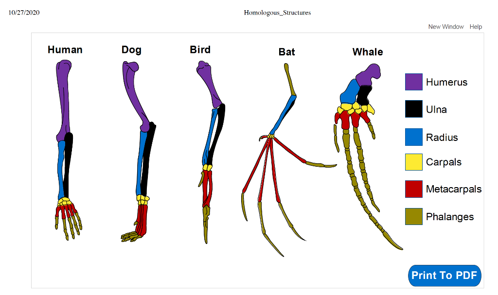 Describe The Function Of Each Skeletal Limb