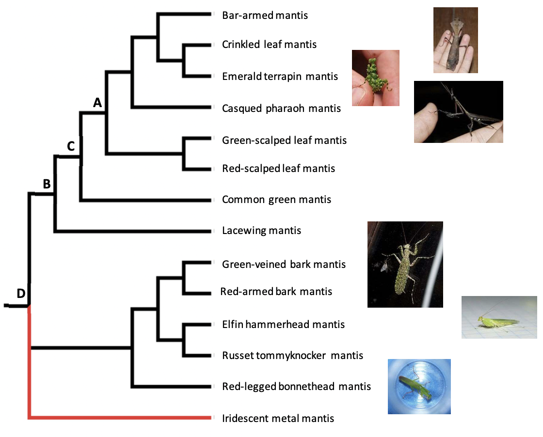 Solved Bar-armed mantis Crinkled leaf mantis Emerald | Chegg.com
