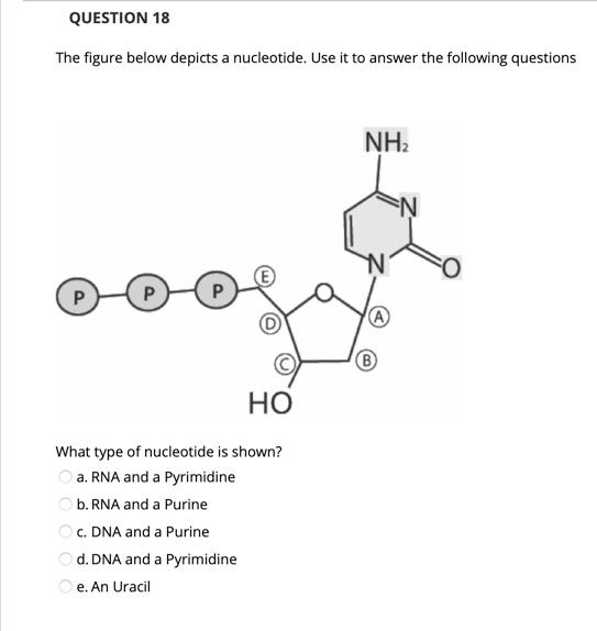 Solved QUESTION 18 The figure below depicts a nucleotide. | Chegg.com