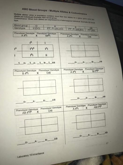 Solved ABO Blood Groups- Multiple Alleles & Codominance | Chegg.com