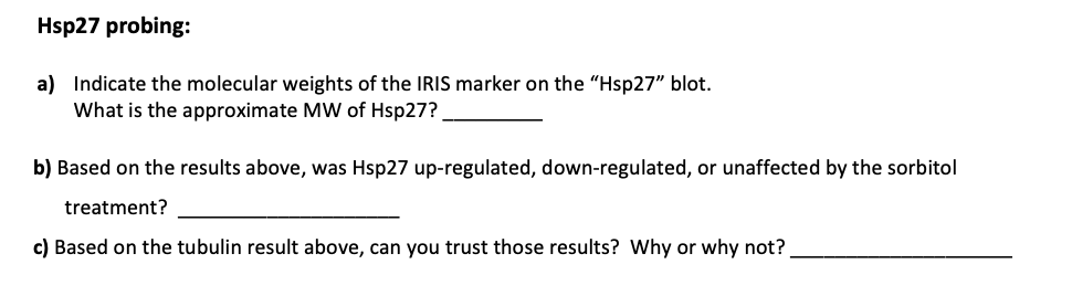 Solved Task 3 Interpret Hypothetical Western Blot Results 5792