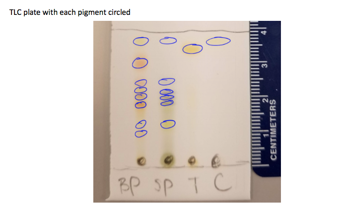 Solved Developed TLC plate of the vegetable pigments Silica | Chegg.com
