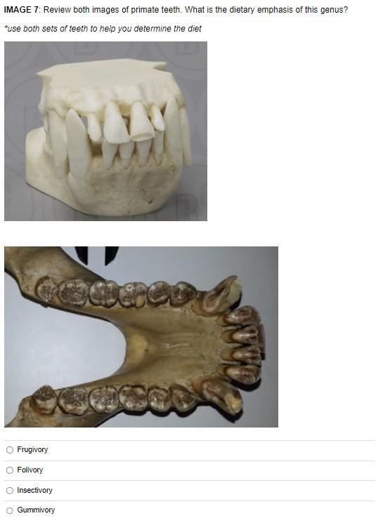 IMAGE 7: Review both images of primate teeth. What is | Chegg.com