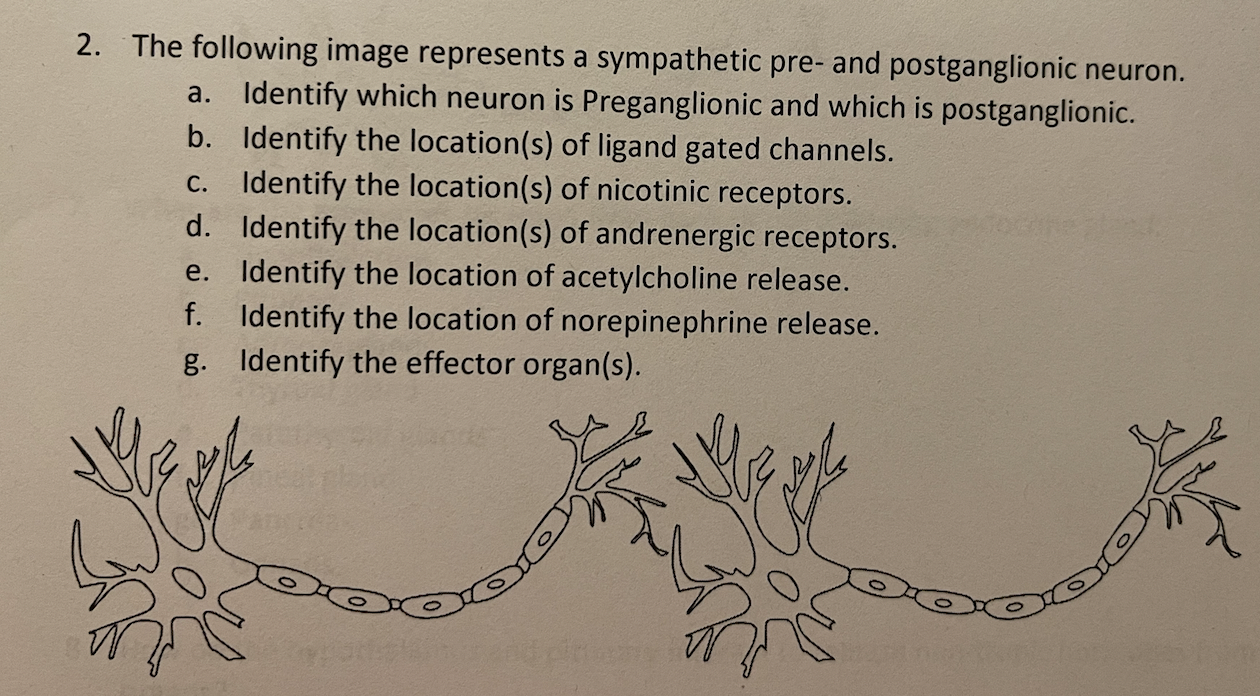 Solved 2. The following image represents a sympathetic pre- | Chegg.com