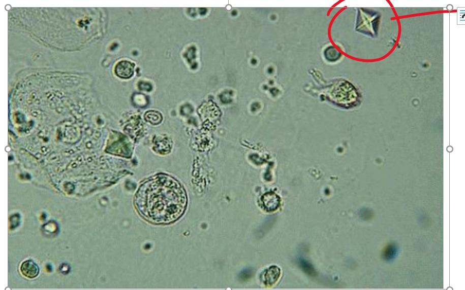 Solved label structure and cells present and determine if | Chegg.com