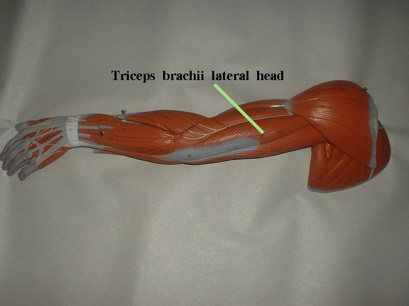 Triceps Brachii Model
