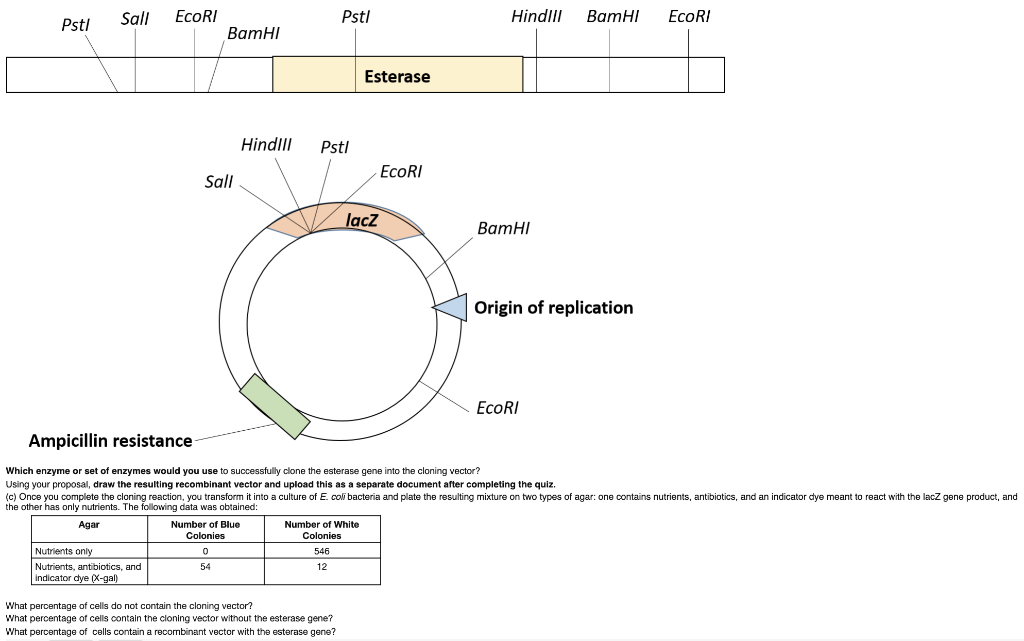 Solved Psti Sall Psti Pst Hindill EcoRI BamHI Hindi BamHI | Chegg.com