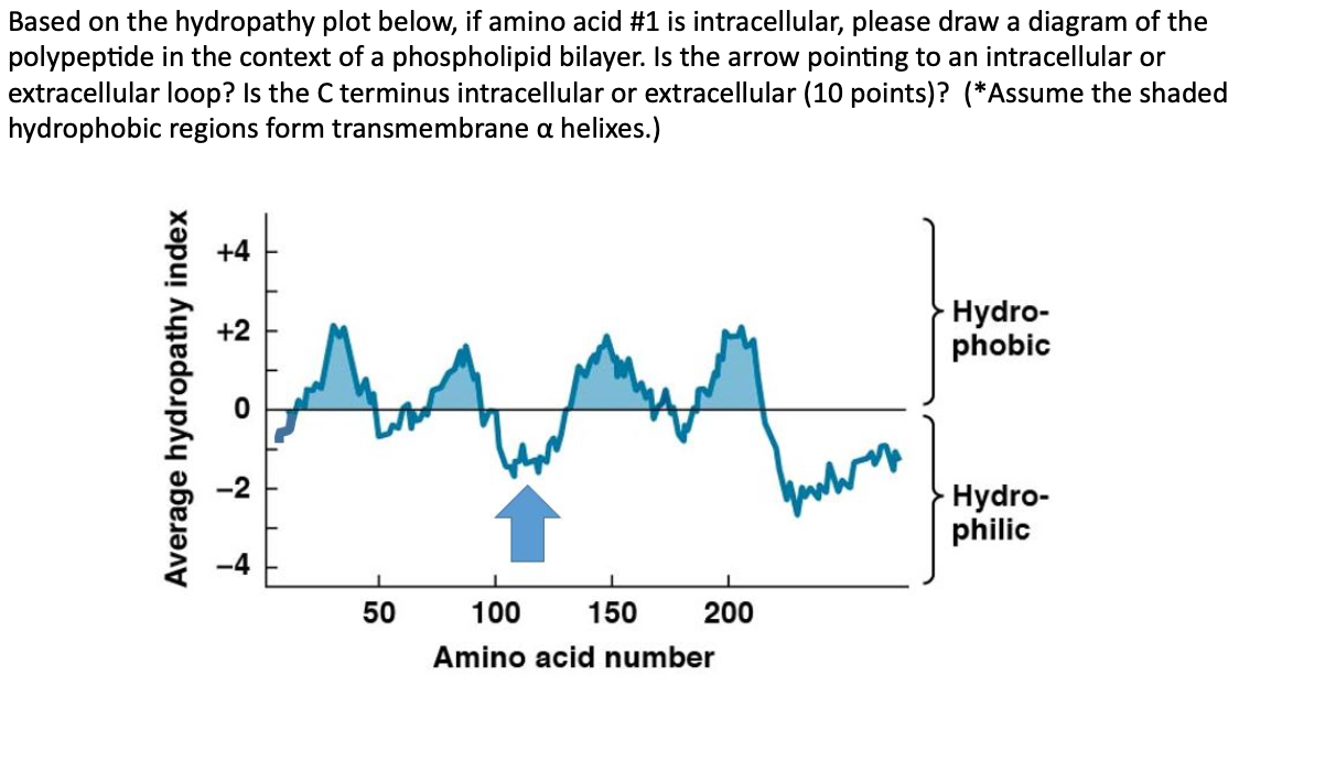 Solved Based on the hydropathy plot below, if amino acid #1 | Chegg.com