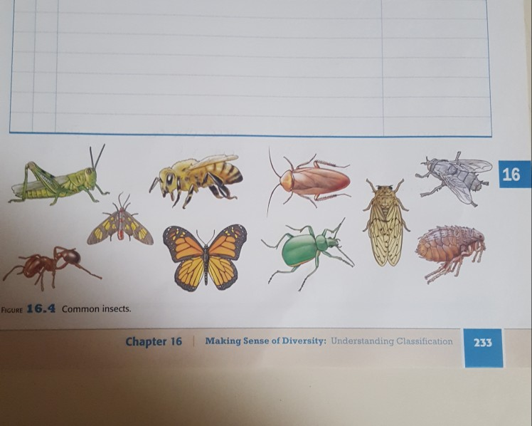 Solved 2 In Table 16.3, construct a key to the insects | Chegg.com