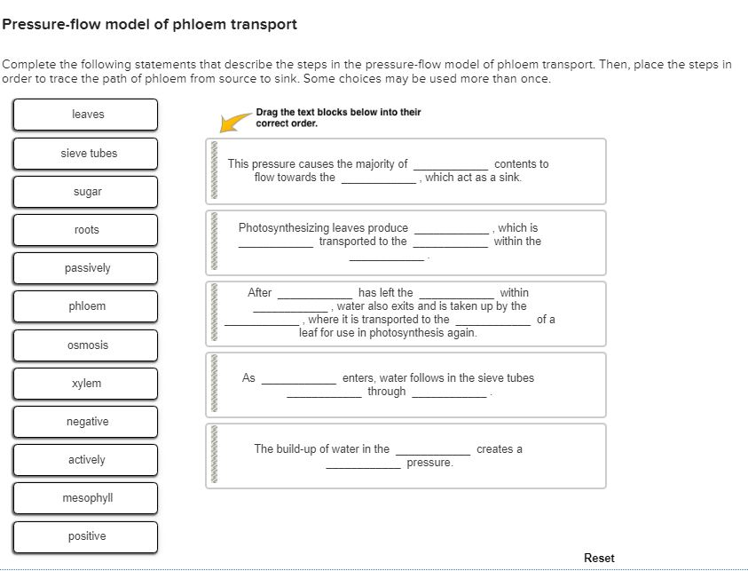 Solved Pressure-flow model of phloem transport Complete the | Chegg.com