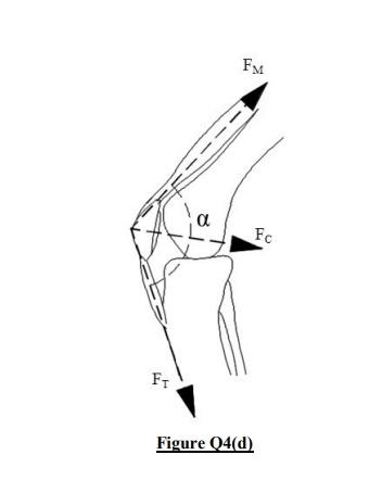 Solved Figure Q4(d) shows the knee joint of a person. If the | Chegg.com