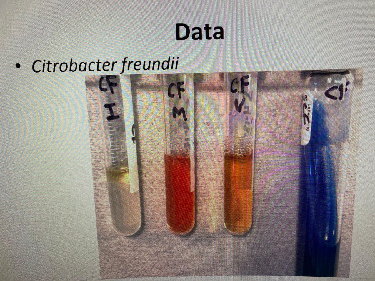 Solved Escherichia coli 30 Escherichia coli 30 Data | Chegg.com