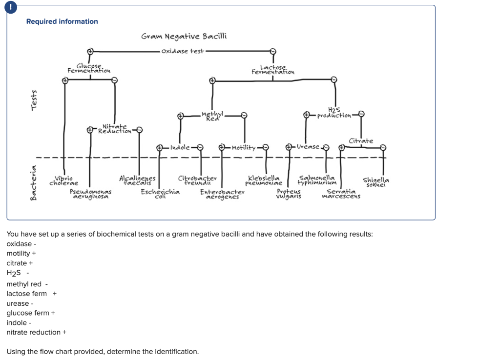 Solved ! Required information Gram Negative Bacilli Oxidase | Chegg.com