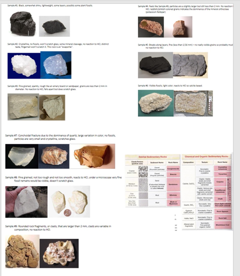 Solved Sedimentary Rock Samples Sample #1: Black, somewhat | Chegg.com