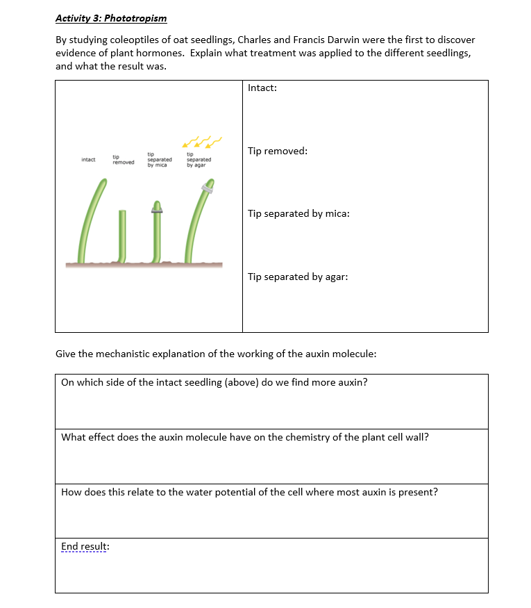 Solved Activity 3: Phototropism By studying coleoptiles of | Chegg.com