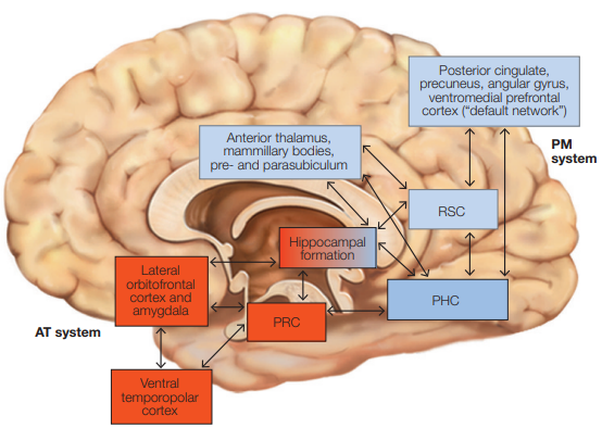 Solved Describe the anterior temporal and posterior | Chegg.com