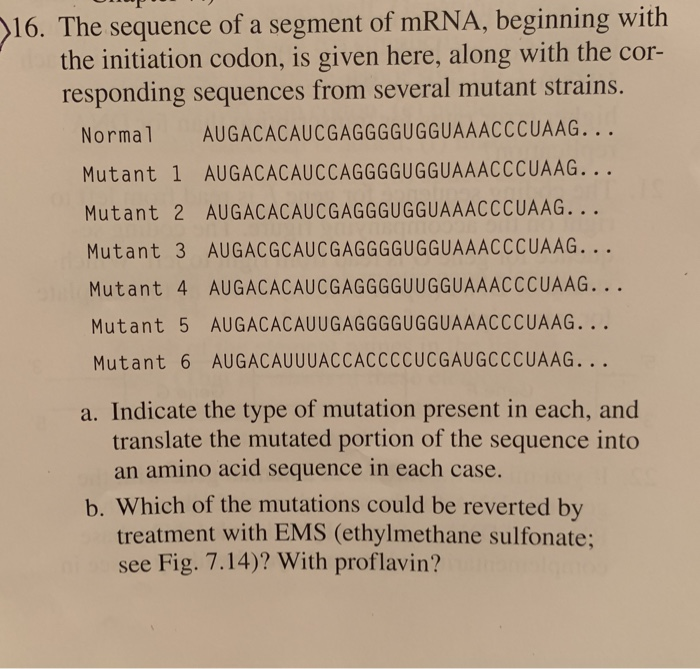 Solved 16. The sequence of a segment of mRNA, beginning with | Chegg.com