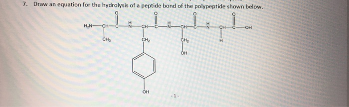 Solved 7. Draw an equation for the hydrolysis of a peptide | Chegg.com