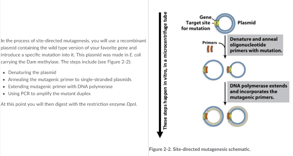 Solved In the process of site-directed mutagenesis, you will | Chegg.com