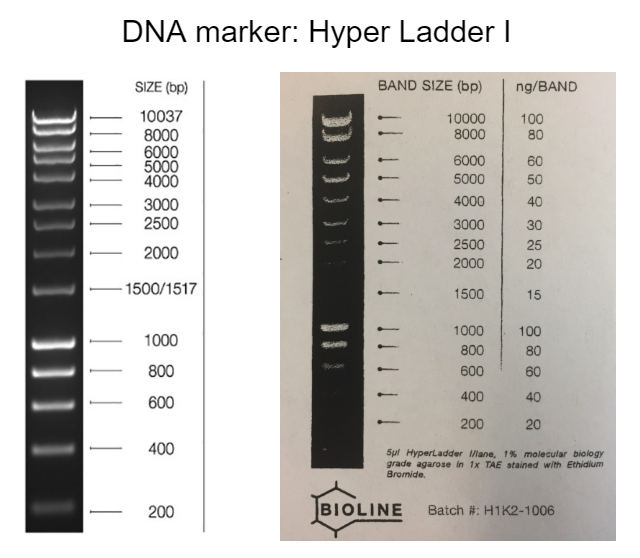 Solved DNA marker: Hyper Ladder | BAND SIZE (bp) ng/BAND | Chegg.com