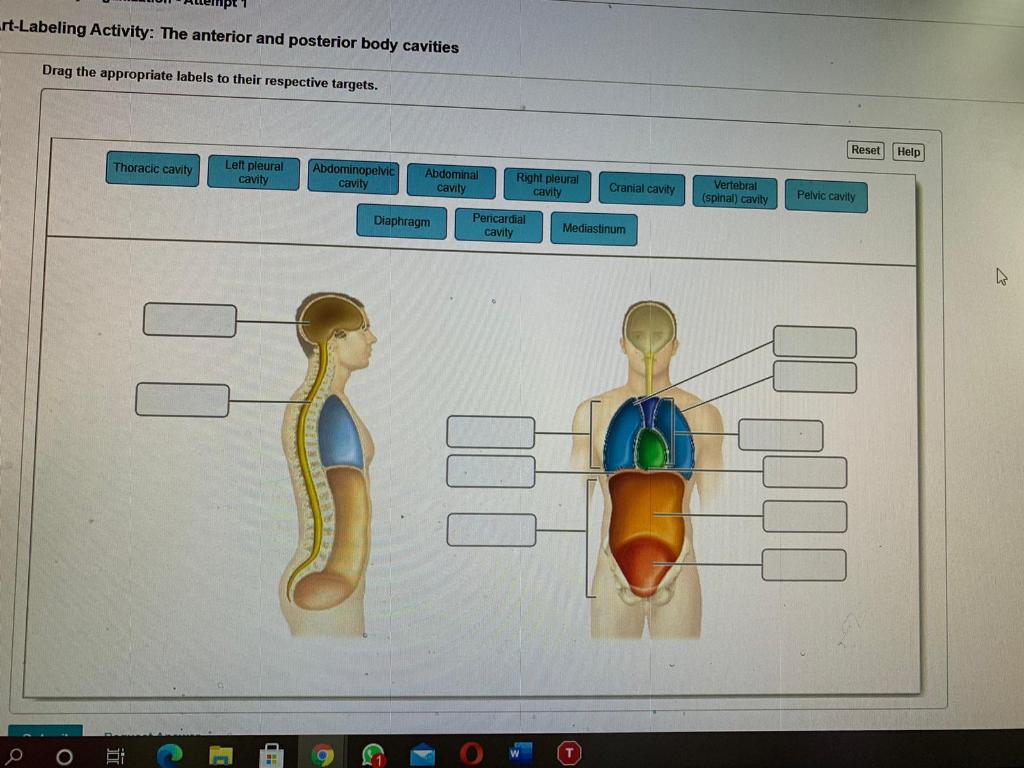 Solved rt-Labeling Activity: The anterior and posterior body | Chegg.com