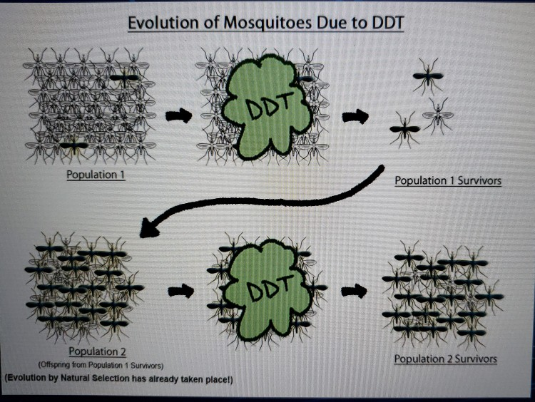Solved Evolution of Mosquitoes Due to DDT VAAN V Population | Chegg.com