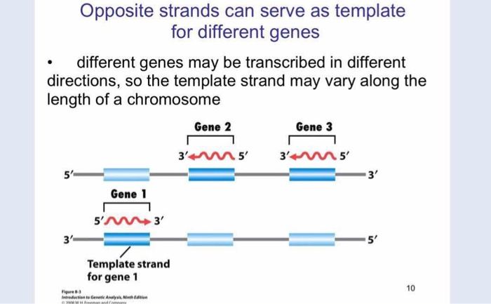 Solved Opposite strands can serve as template for different | Chegg.com