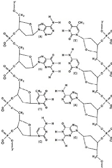 Solved The figure shows a short (4 base pairs) DNA duplex of | Chegg.com