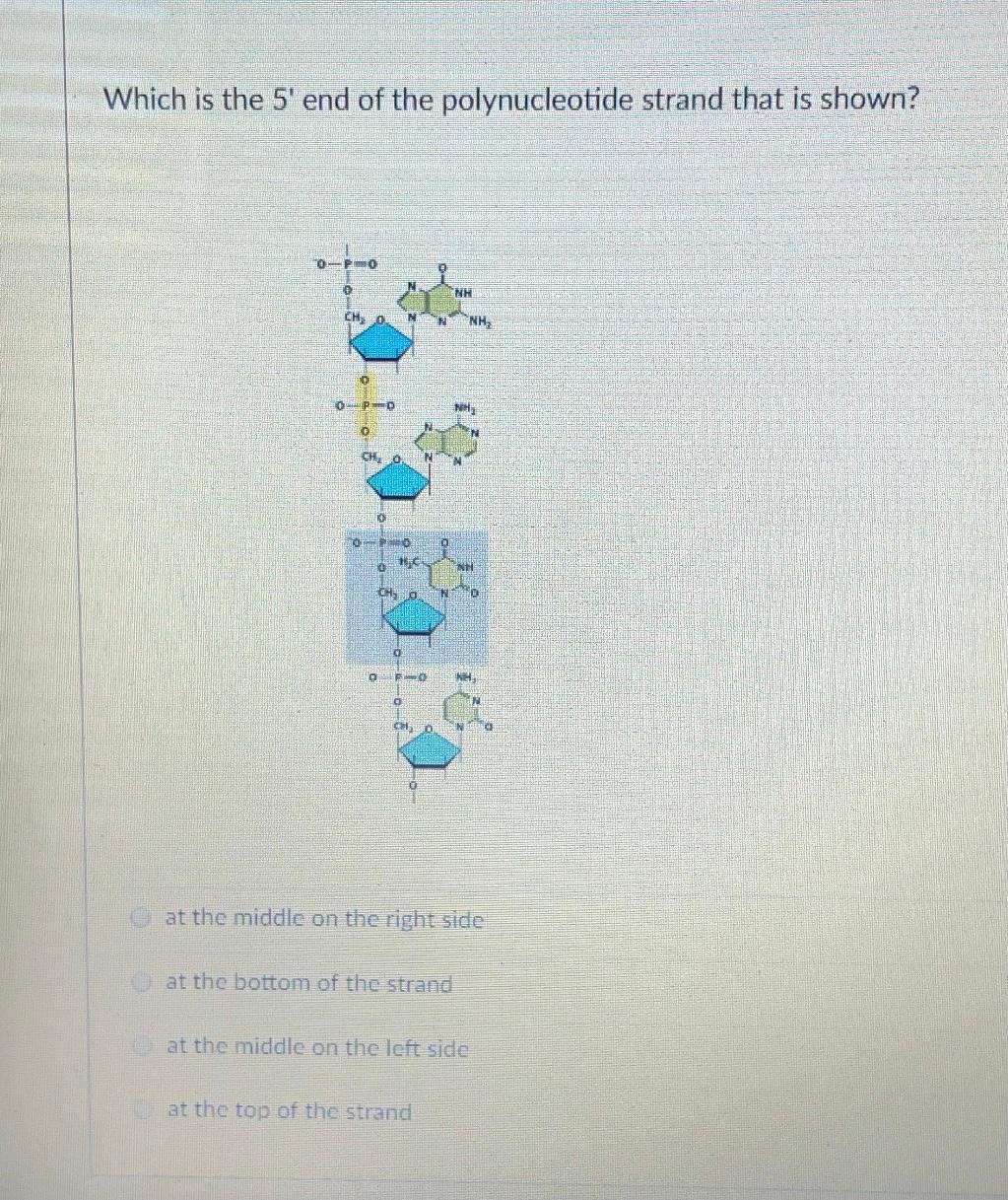 Solved Which is the 5' end of the polynucleotide strand that | Chegg.com