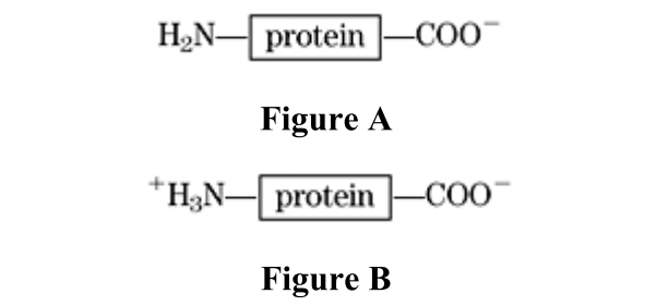 Solved Conclusion 1. Inferring Conclusions Figure A shows | Chegg.com