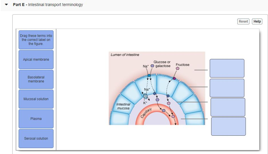 Solved Part E Intestinal Transport Terminology Reset Help Chegg solved-part-e-intestinal-transport-terminology-reset-help-chegg