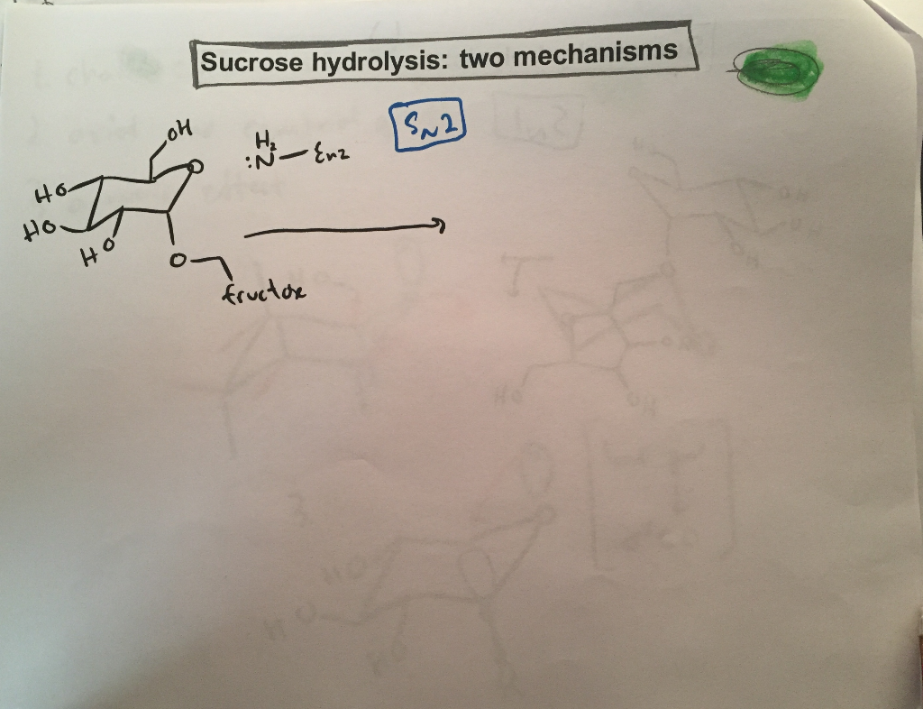 Solved Sucrose hydrolysis: two mechanisms SN2 나6 | Chegg.com