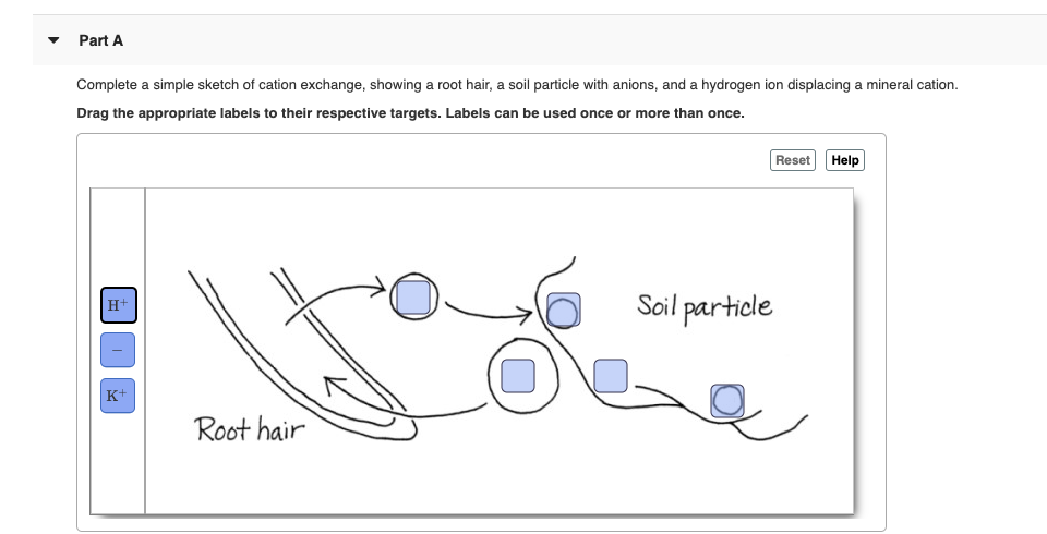 Solved Part A Complete a simple sketch of cation exchange, | Chegg.com