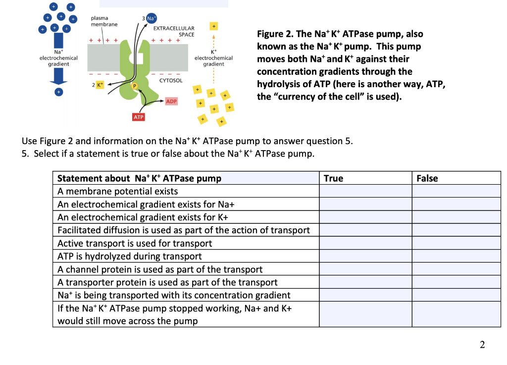 Solved plasma membrane EXTRACELLULAR SPACE + + + + + Na | Chegg.com