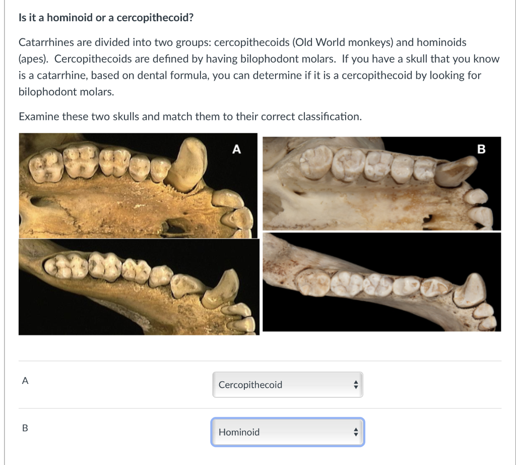 Solved Is it a hominoid or a cercopithecoid? Catarrhines are | Chegg.com
