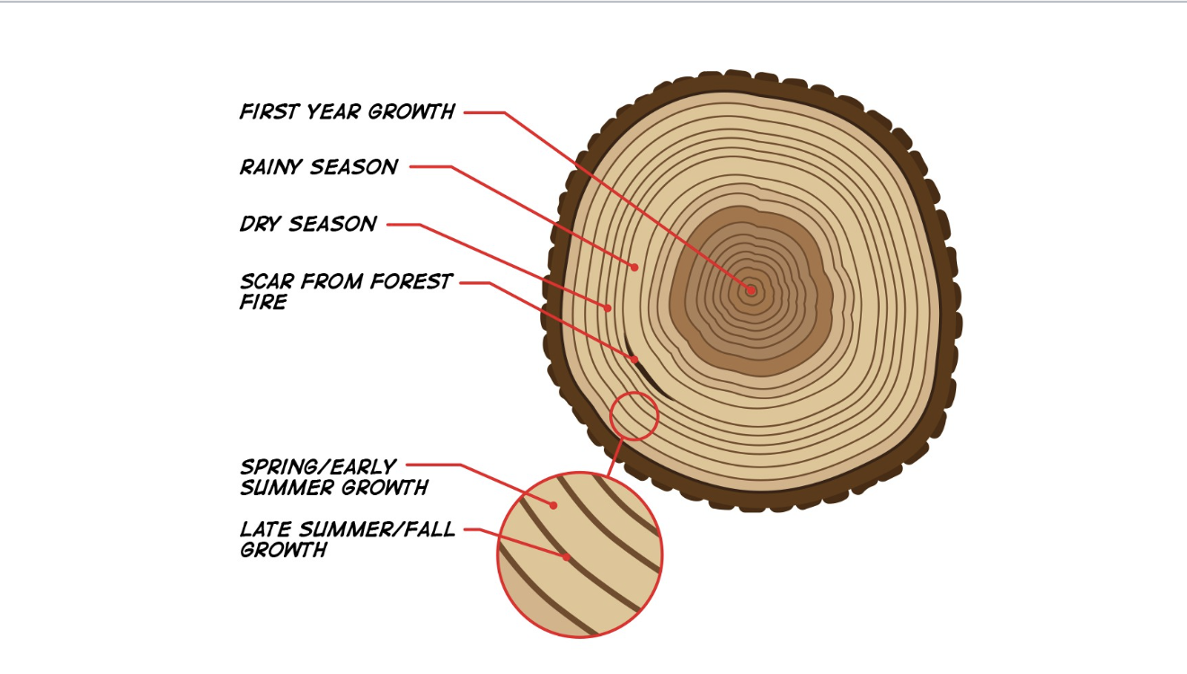 Solved Tree Absolute dating: Tree- ring dating Tree Cross | Chegg.com