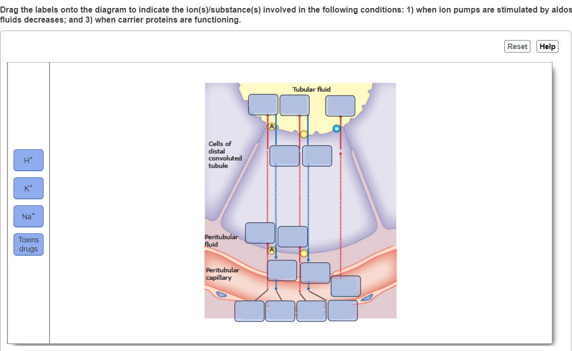 Solved Drag the labels onto the diagram to indicate the | Chegg.com