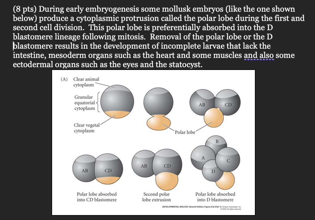 Solved (8 pts) During early embryogenesis some mollusk | Chegg.com