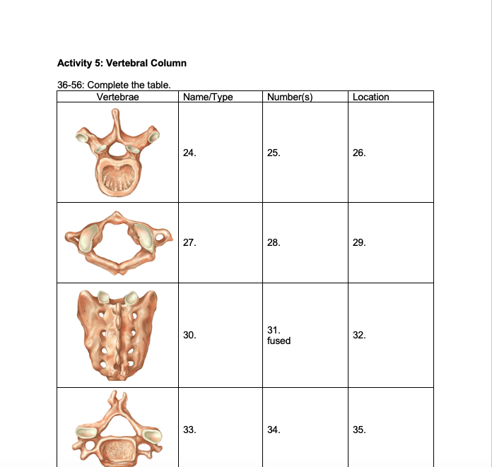 Solved Activity 5: Vertebral Column 36-56: Complete the | Chegg.com