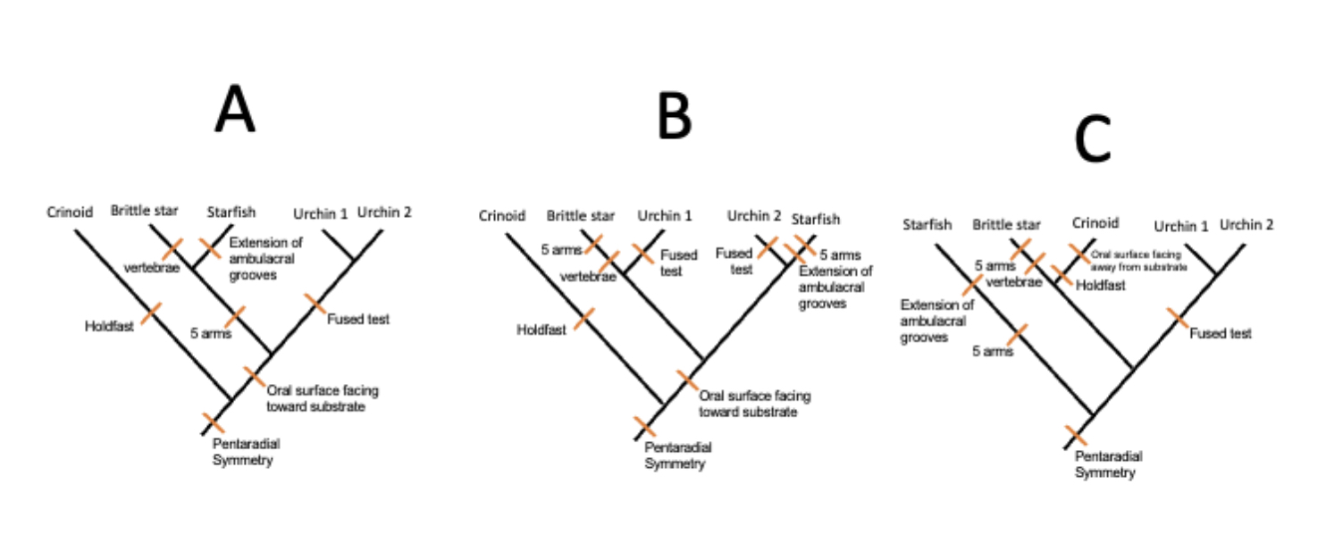 Solved 1). Which traits separate Holothuroidea specimens | Chegg.com
