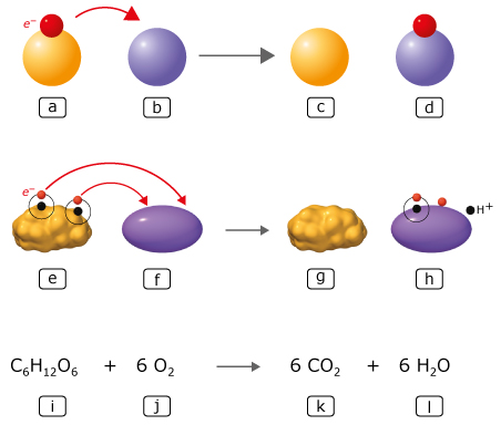 Solved The image below shows three different | Chegg.com