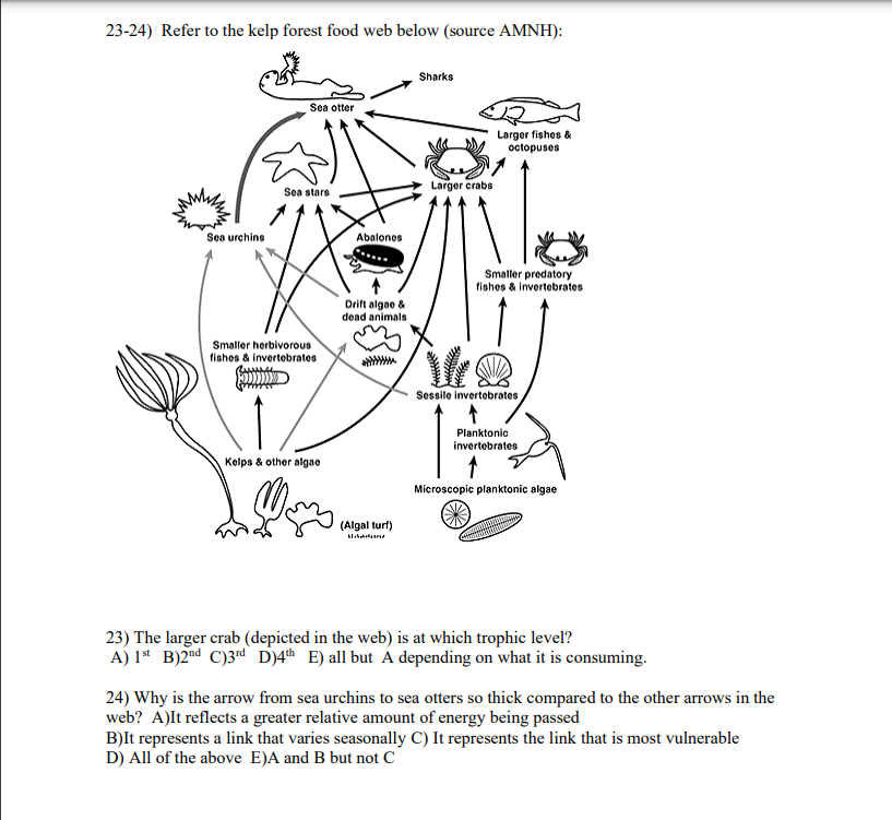 Solved 23-24) ﻿Refer to the kelp forest food web below | Chegg.com