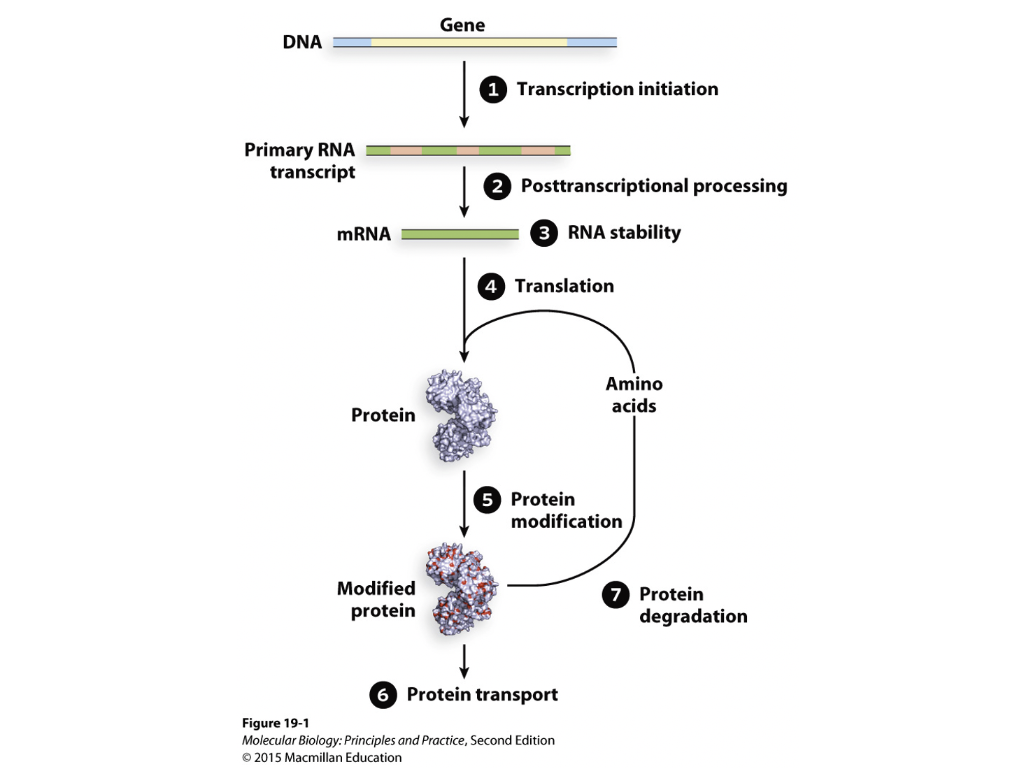 Solved Gene DNA Transcription initiation Primary RNA | Chegg.com