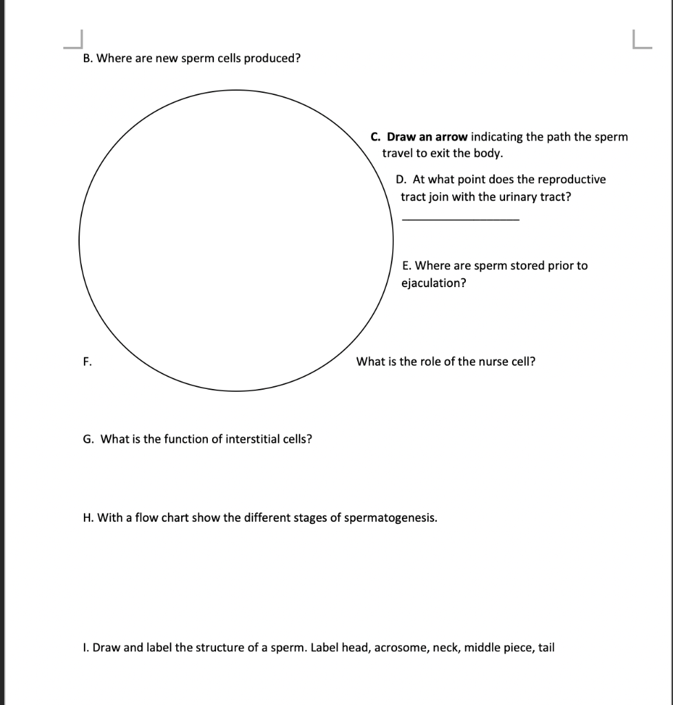 Solved L B. Where are new sperm cells produced? C. Draw an | Chegg.com