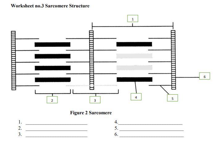 Solved Worksheet no.3 Sarcomere Structure Figure 2 Sarcomere | Chegg.com