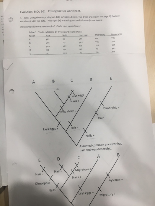 Solved Evolution. BIOL 301. Phylogenetics worksheet. 1. (4 | Chegg.com