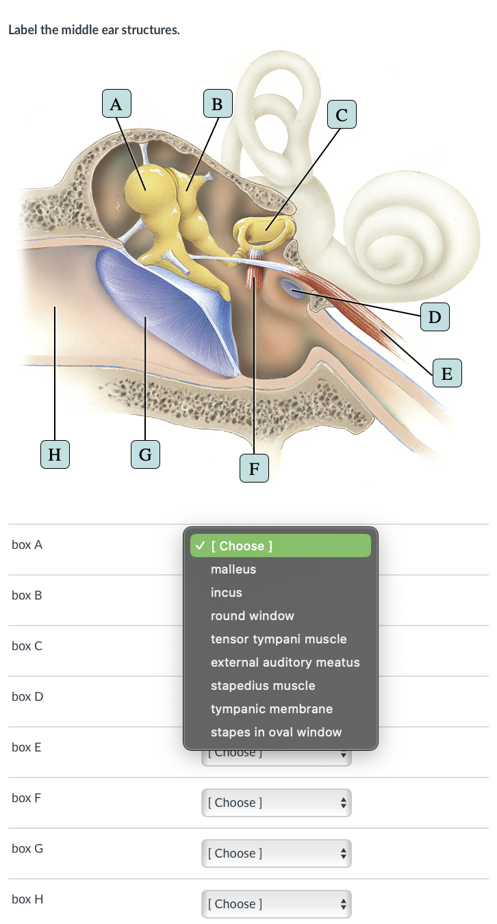 Solved Label the middle ear structures. | Chegg.com